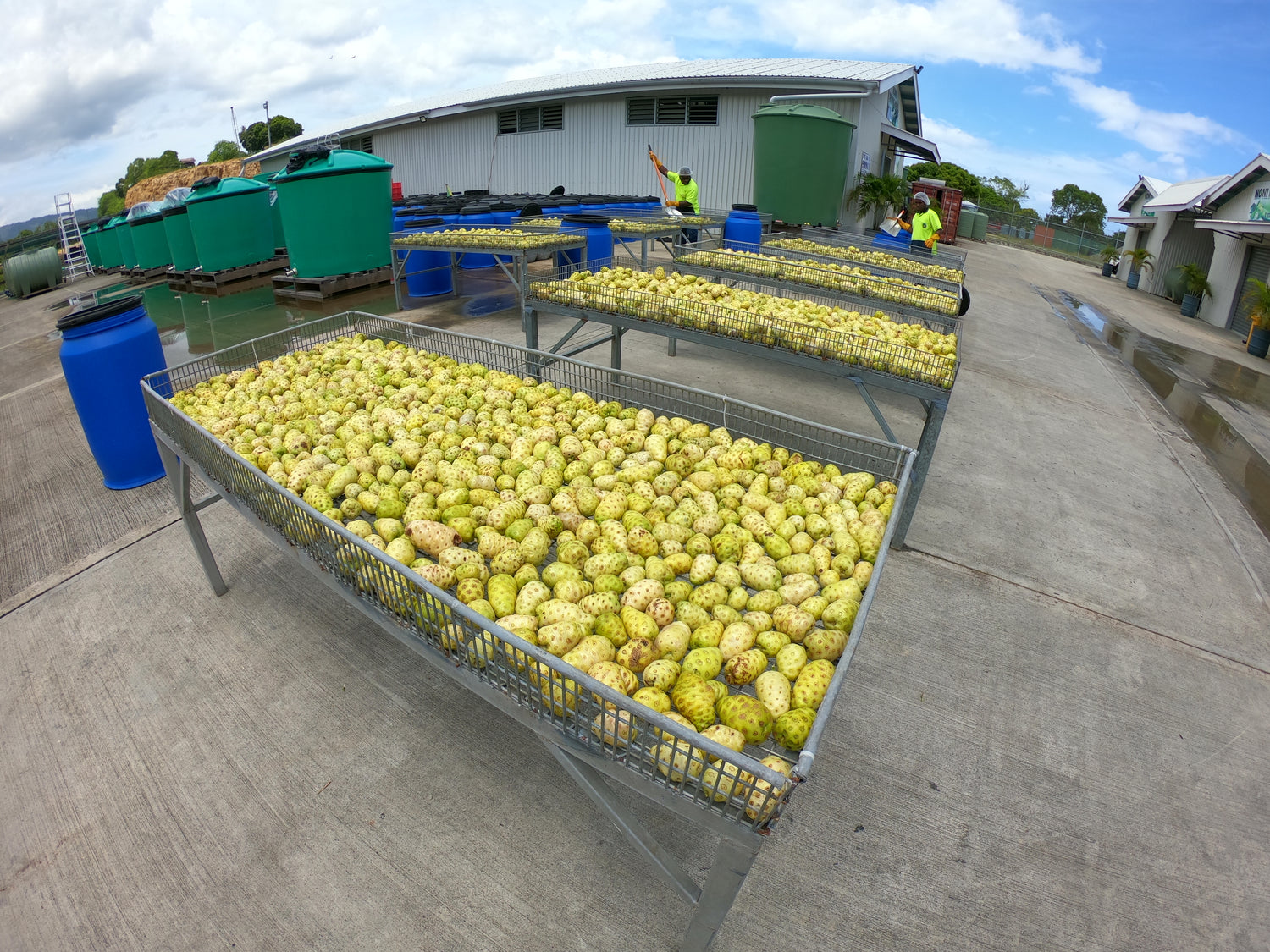 Our Commitment – Wild Noni